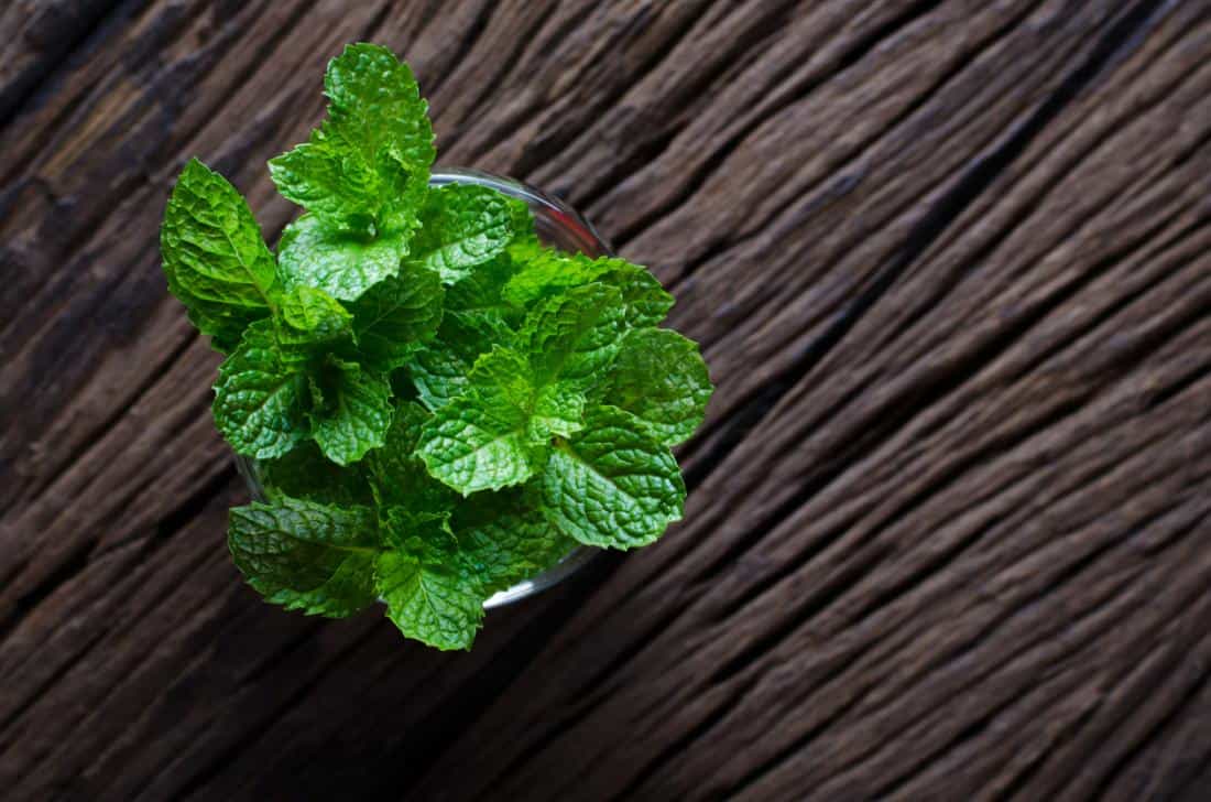 How to Make Your Own Natural Peppermint and Tea Tree Shampoo